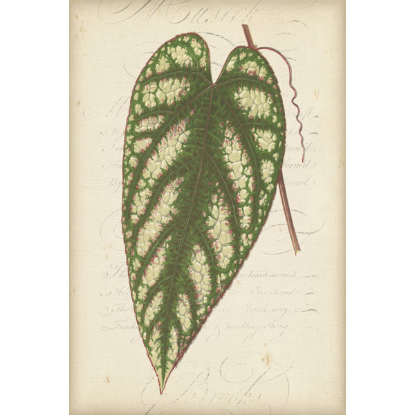 August Grove Textured Leaf Study II - Wrapped Canvas Art Prints | Wayfair.co.uk